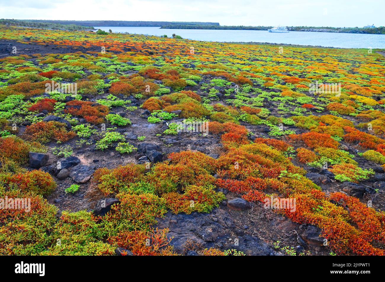 The island of Espanola is covered with Carpetweed (Sesuvium edmonstonei ...