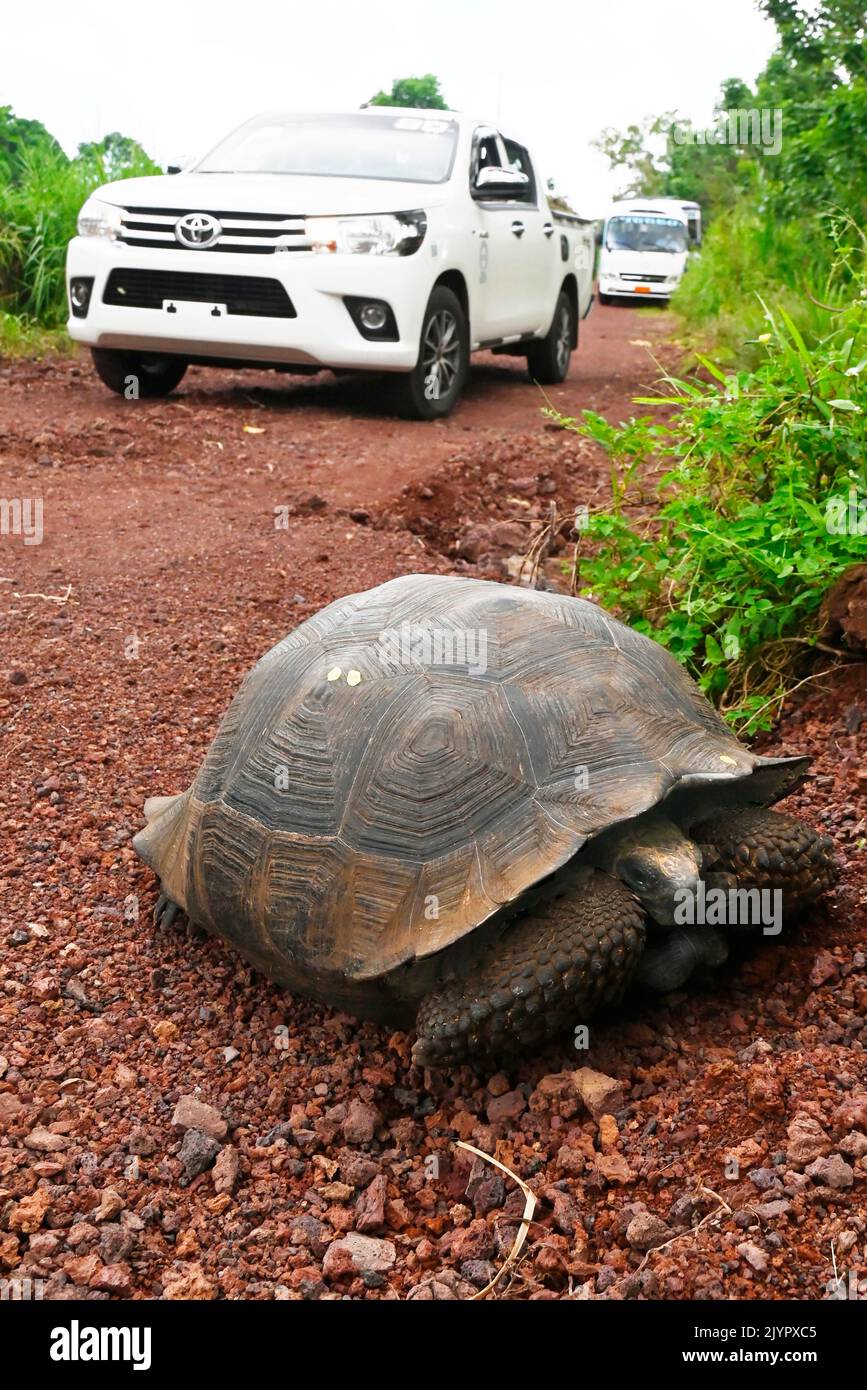 Giant tortoise (Chelonoidis sp) crossing a road with cars. Island Santa ...