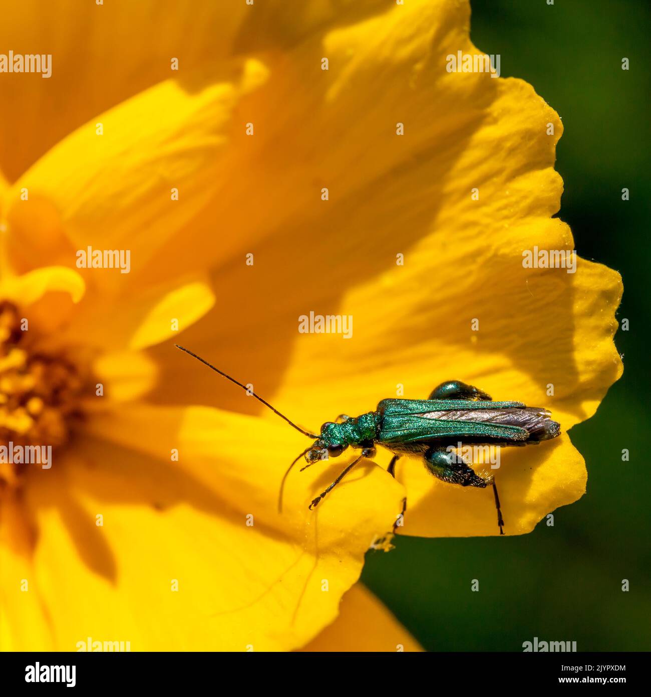 Male Thick-legged flower beetle (Oedemera nobilis) on a Calliopsis ...
