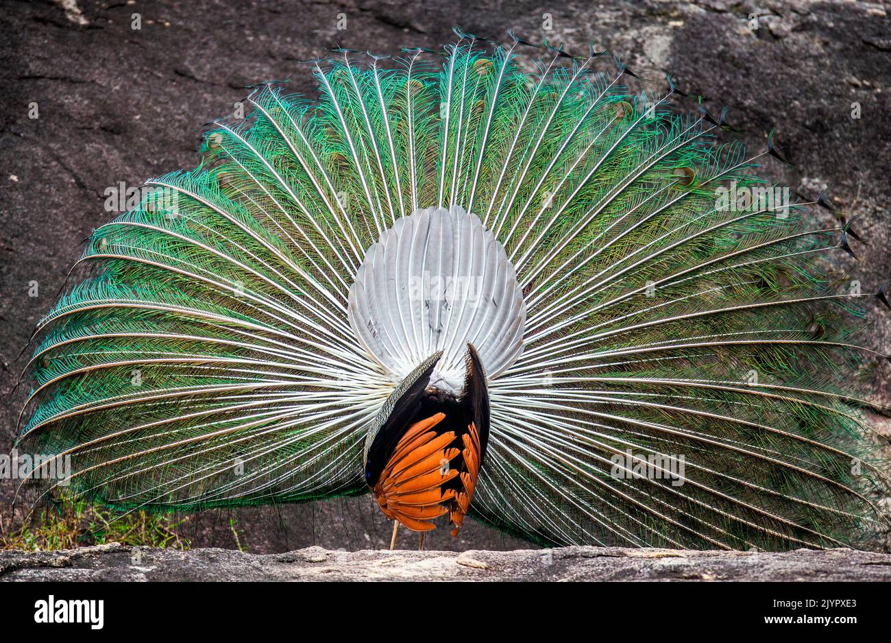 Back of the peacock's (Pavo cristatus) tail close-up. Sri Lanka. Yala ...