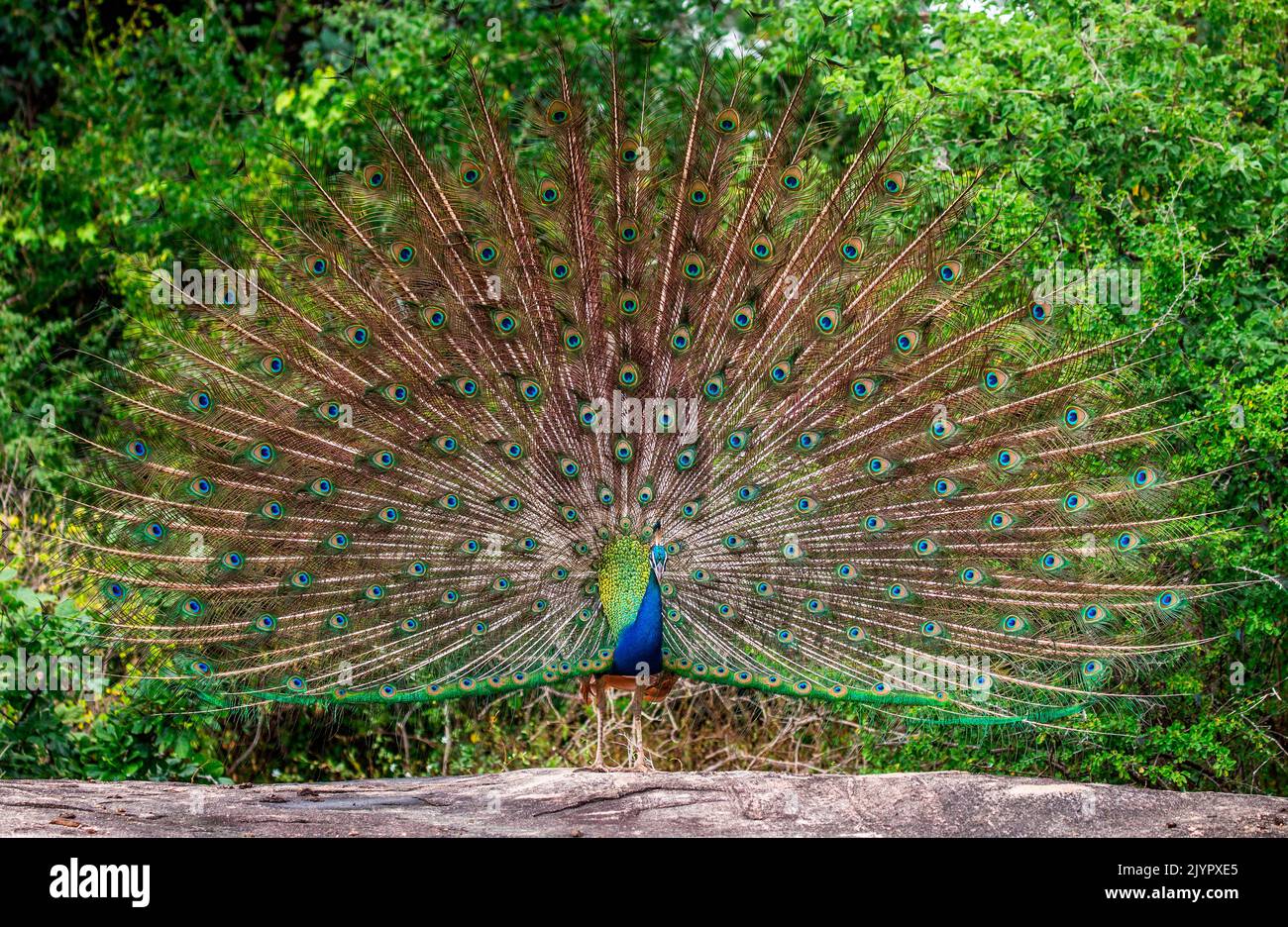 Peacock (Pavo cristatus) with a spread tail is standing on a stone in ...