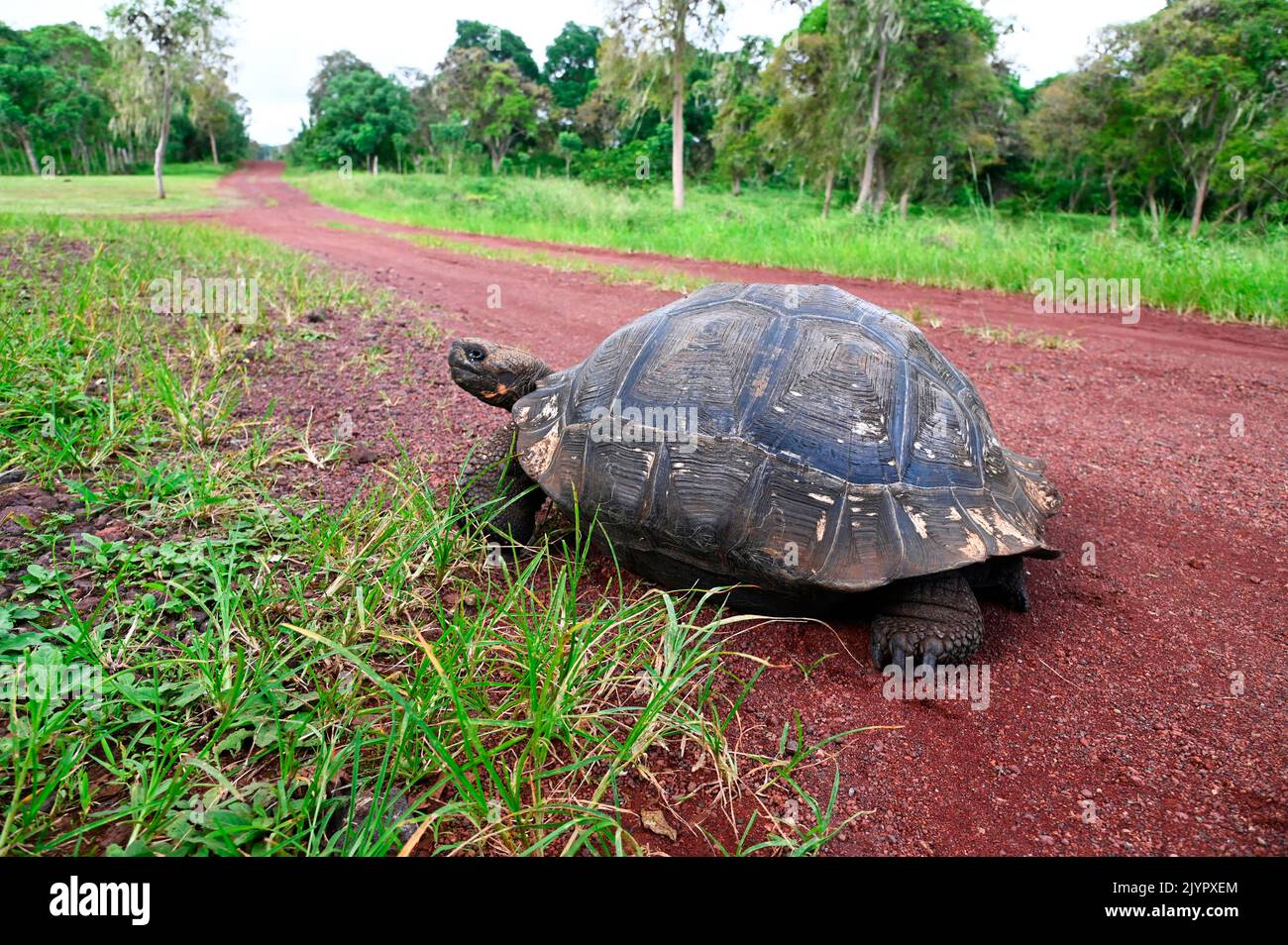 Giant tortoise (Chelonoidis sp) crossing a road. Island Santa Cruz ...