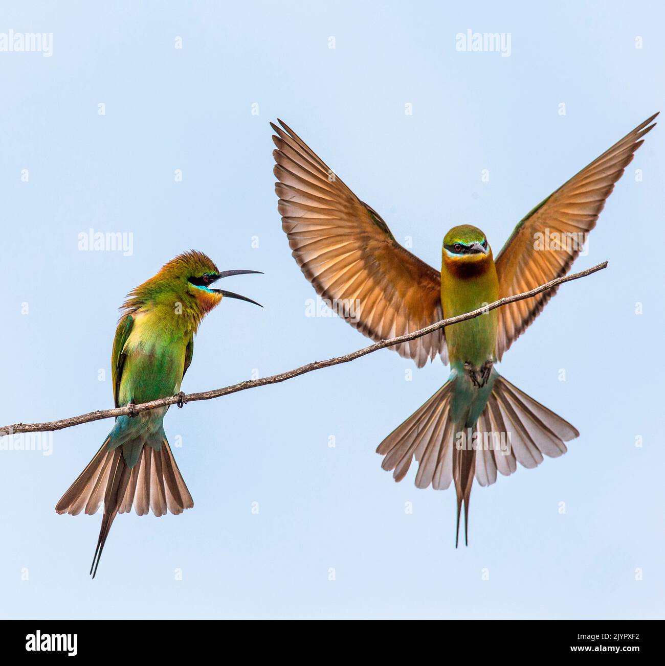 Two Bee-eaters (Merops orientalis) on a twig against a light blue sky ...