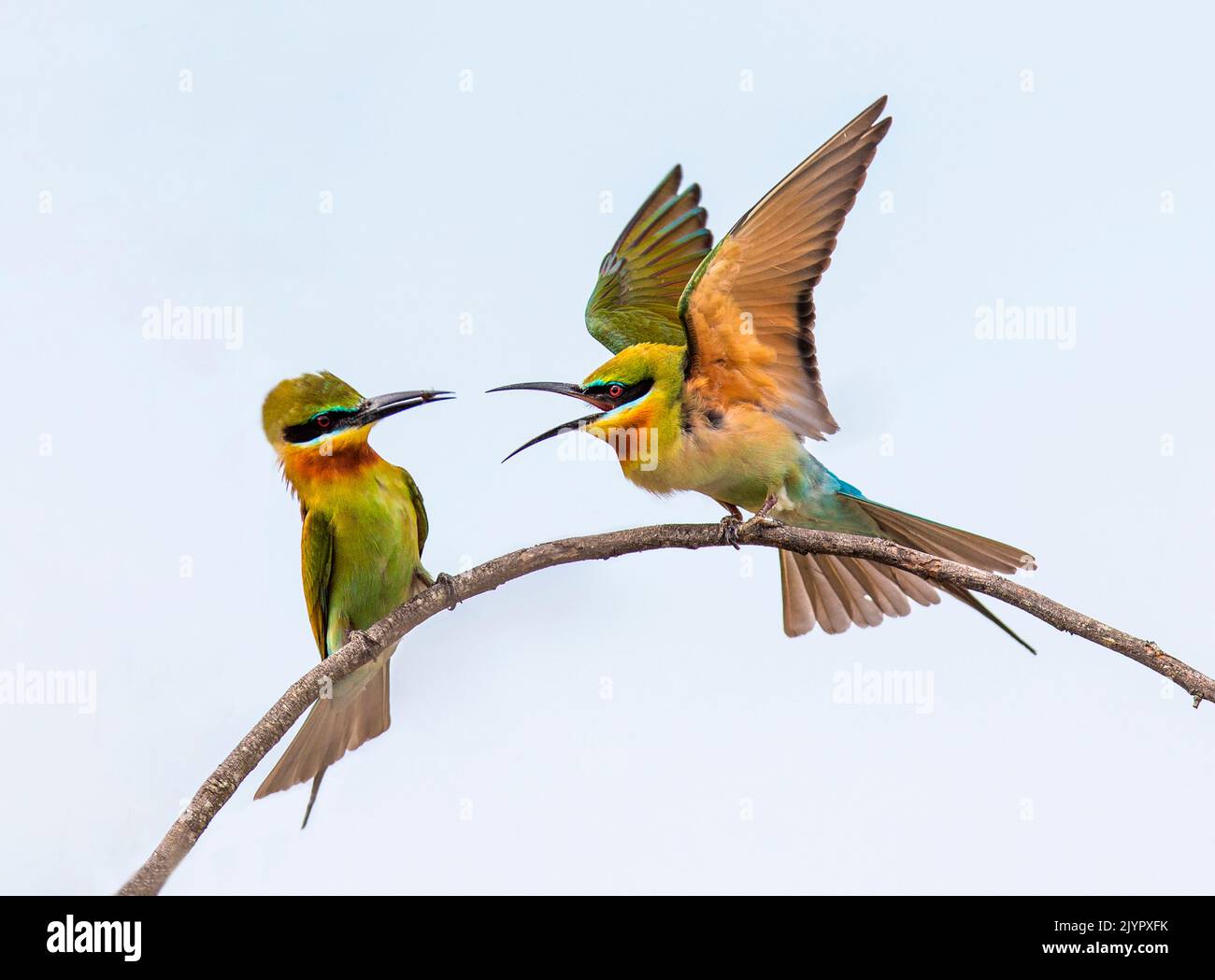 Two Bee-eaters (Merops orientalis) on a twig against a light blue sky ...