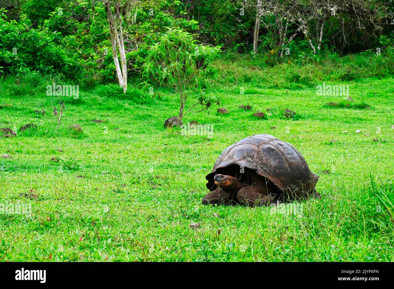 The Giant tortoises are divided in ten sub-species coming from the main ...