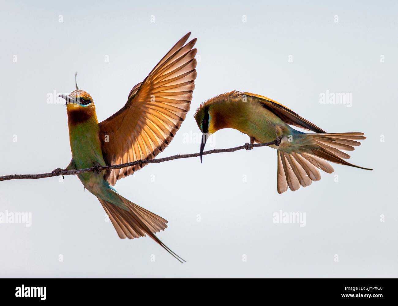 Two Bee-eaters (Merops orientalis) on a twig against a light blue sky ...