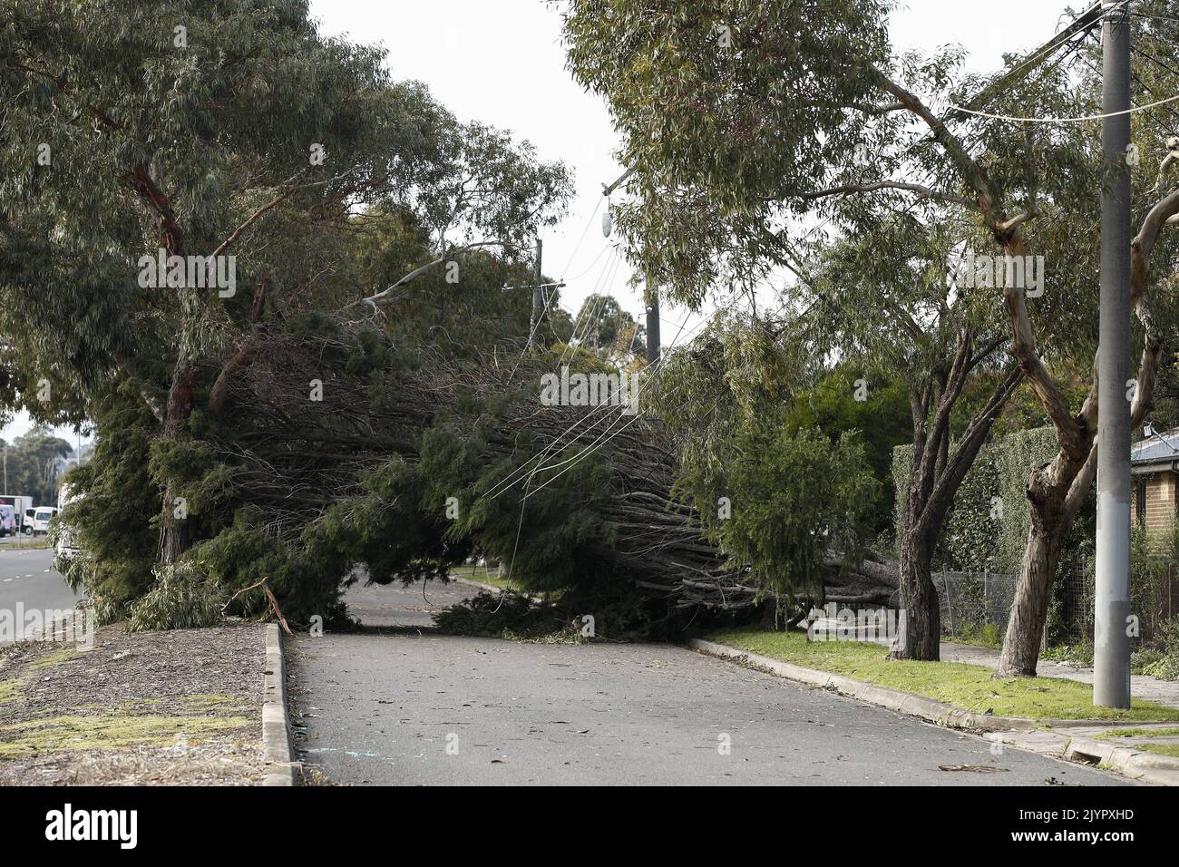 A fallen tree blocking a road is seen in Kilsyth, Melbourne, Tuesday ...