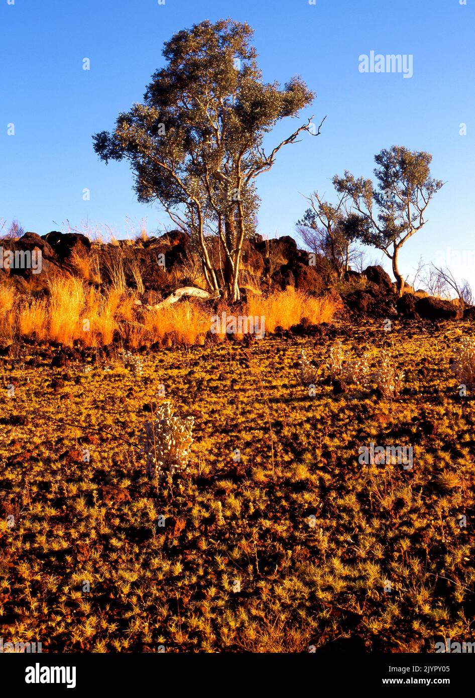 Outback Rocky and Tree Landscape, Pilbara, Northwest Australia Stock ...