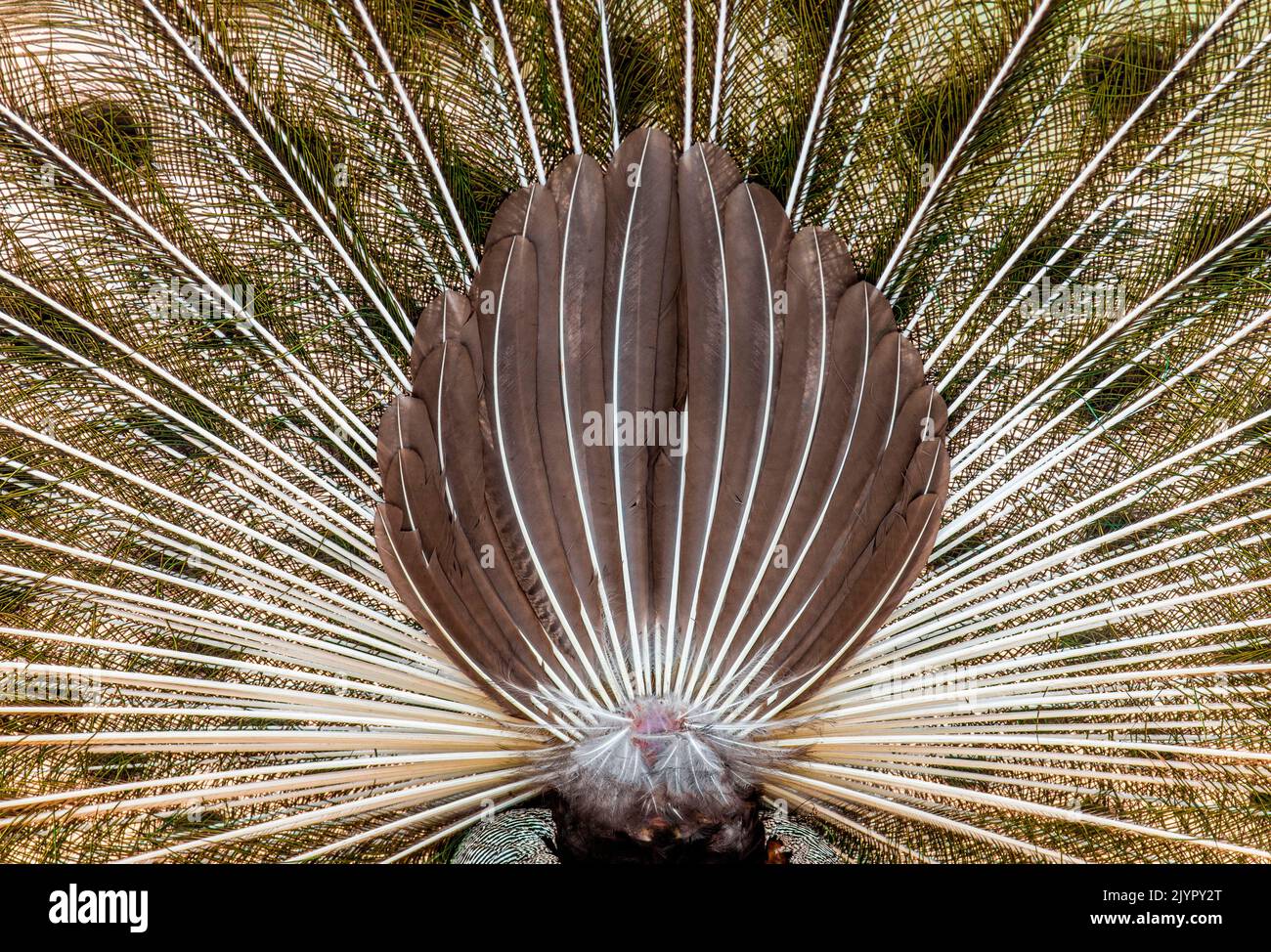 Back of the peacock's (Pavo cristatus) tail close-up. Sri Lanka. Yala ...