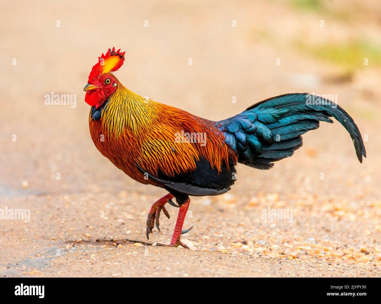 Sri Lanka Junglefowl (Galluslafayettii) is walking on the ground in the ...
