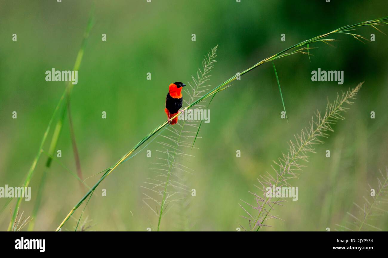 Northern Red Bishop (Euplectes franciscanus) is sitting on the stem of ...