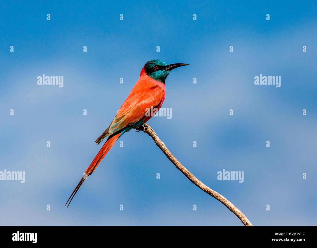 Carmine bee-eater (Merops nubicus) is sitting on a branch against a ...