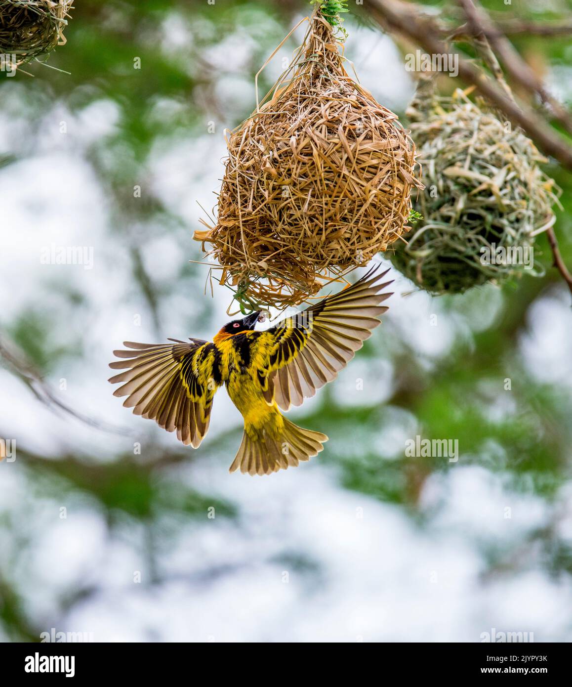 Weaver (Ploceus cucullatus bohndorffi) is building a nest on a tree ...