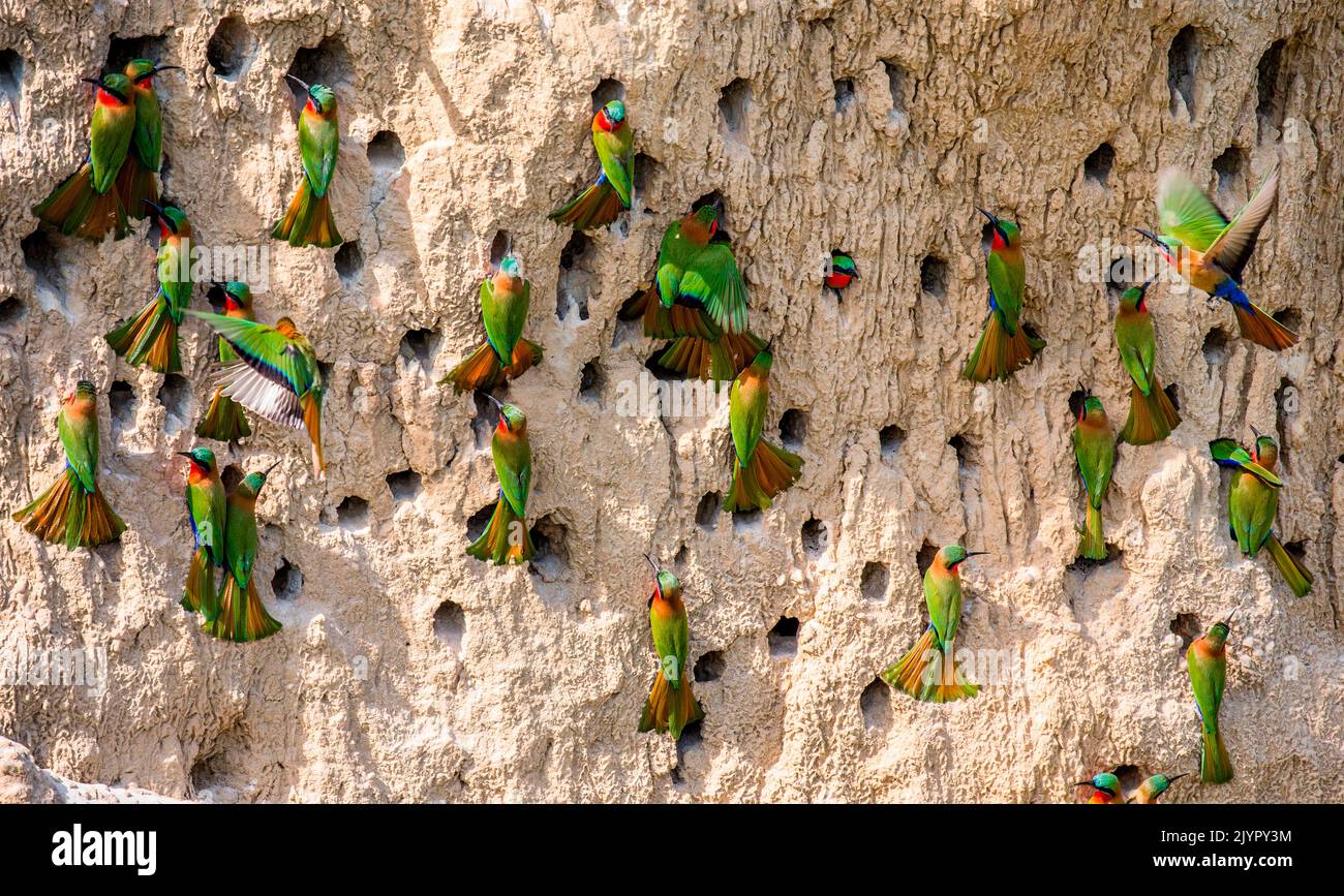 Big colony of the bee-eaters (Merops apiaster) in their burrows on a ...