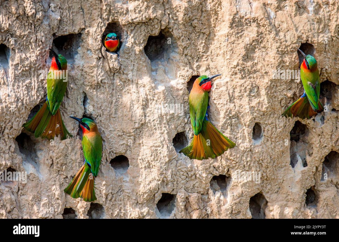 Big colony of the bee-eaters (Merops apiaster) in their burrows on a ...