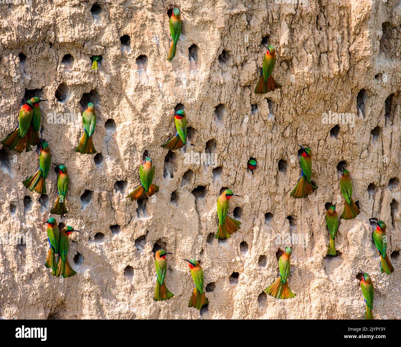 Big colony of the bee-eaters (Merops apiaster) in their burrows on a ...