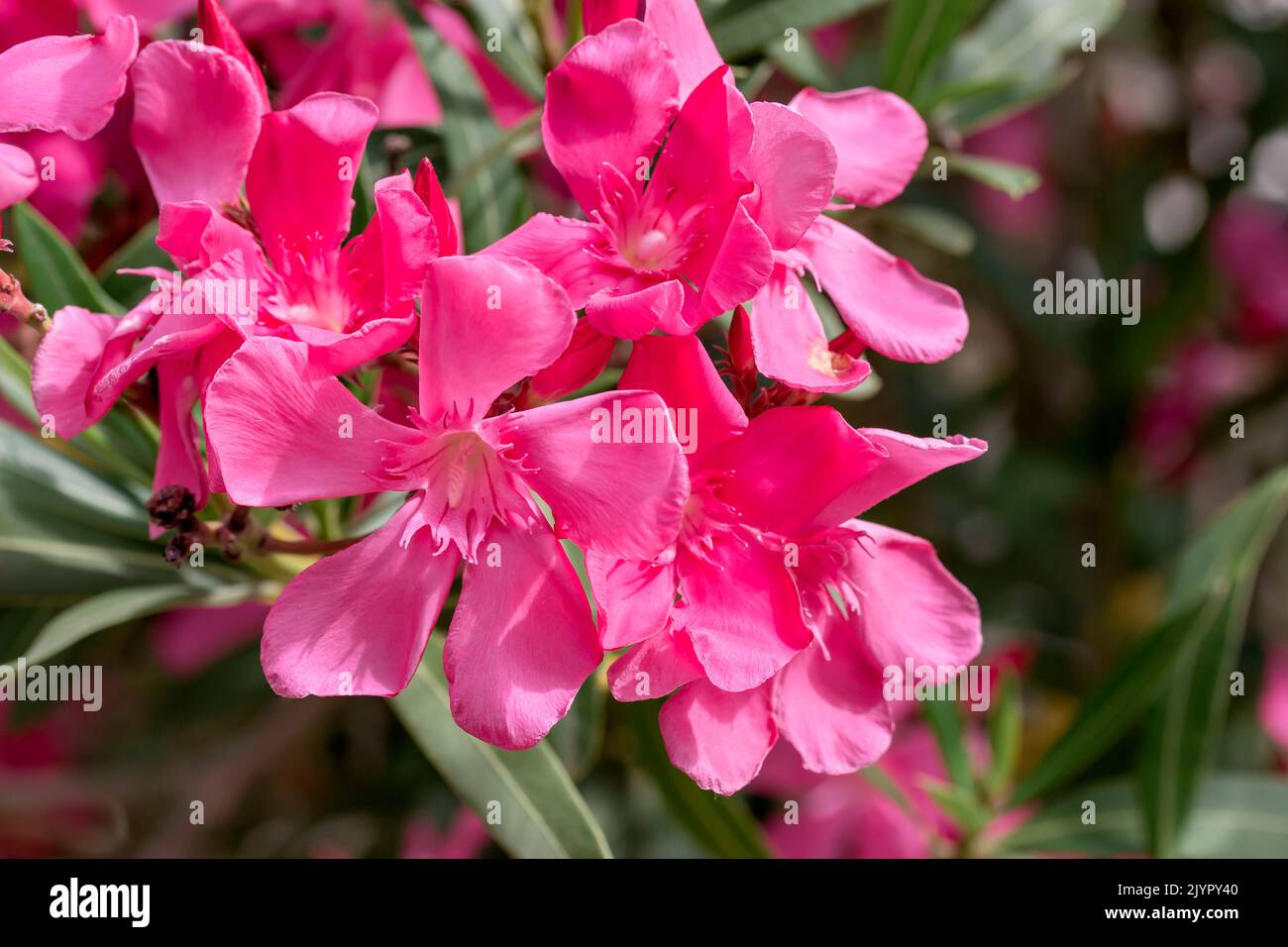 Oleander (Nerium oleander), Vaucluse, France Stock Photo - Alamy