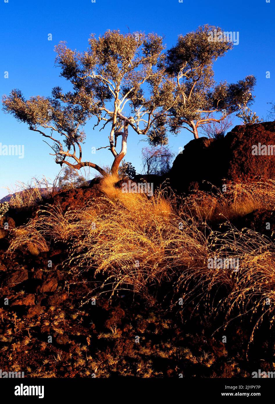 Outback Rocky and Tree Landscape, Pilbara, Northwest Australia Stock ...