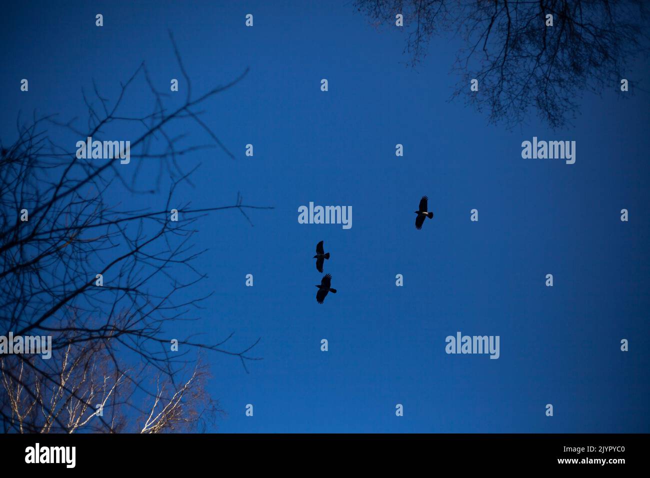 Crows fly in flocks against a blue sky. Flight of birds. Mystical ...