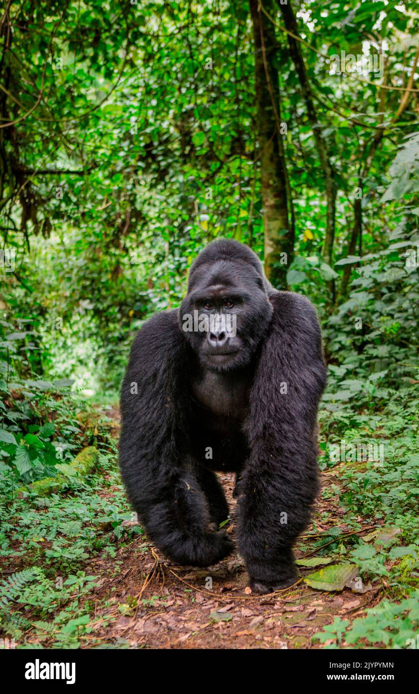 Male mountain gorilla (Gorilla beringei beringei) in rainforest. Uganda ...