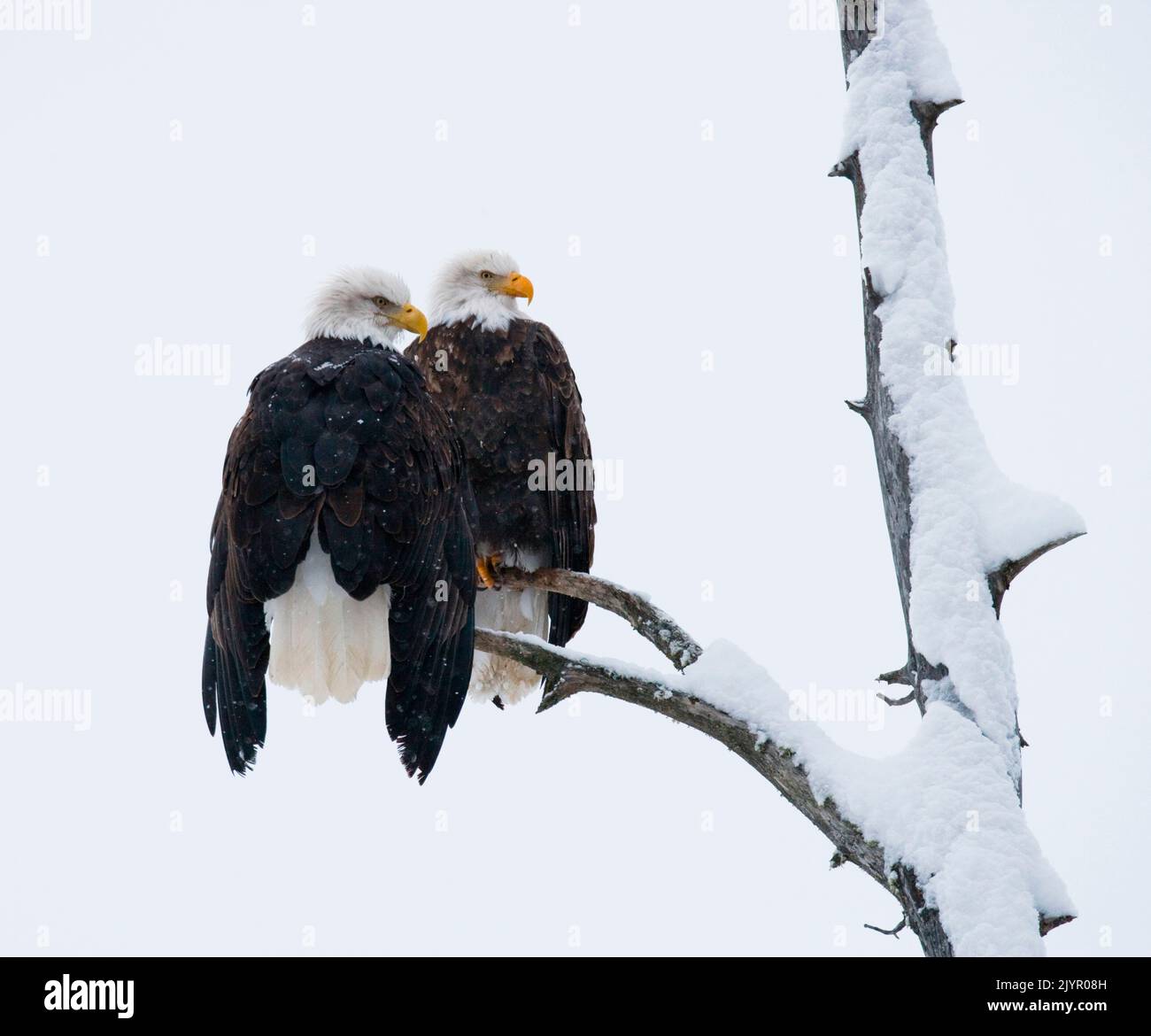 Two bald eagles (Haliaeetus leucocephalus) are sitting on a tree Stock Photo - Alamy