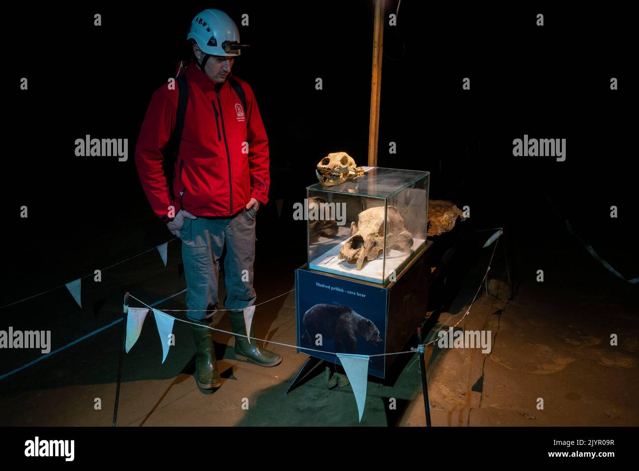 Skull of a cave bear and of a European brown bear (Ursus arctos ...