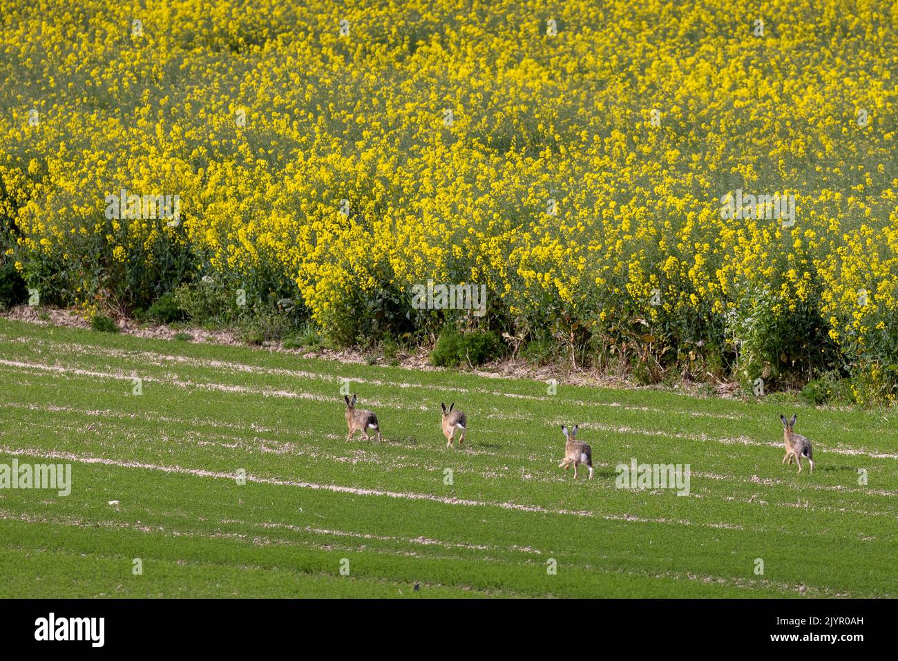 European hare (Lepus europaeus) group at breeding time, in the fields ...