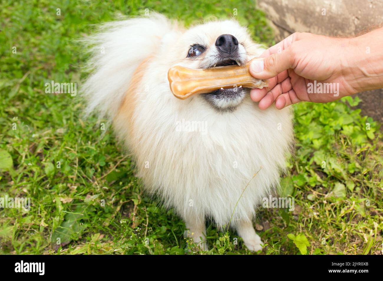 Pomeranian dog chewing a bone on green grass background. Man giving ...