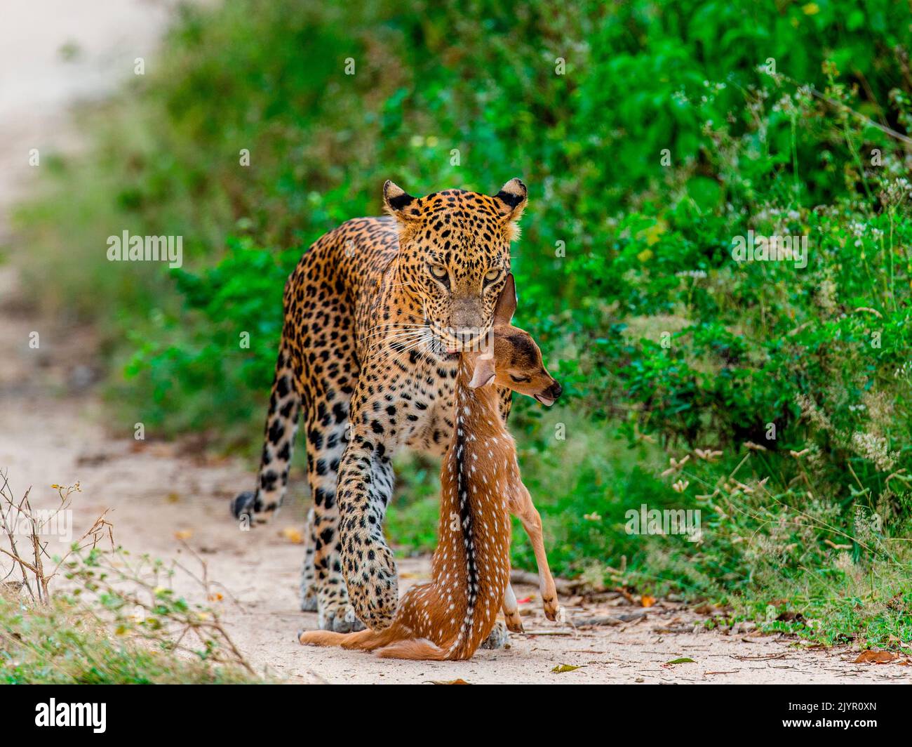 Leopard (Panthera pardus kotiya) with prey. Very rare shot. Sri Lanka ...