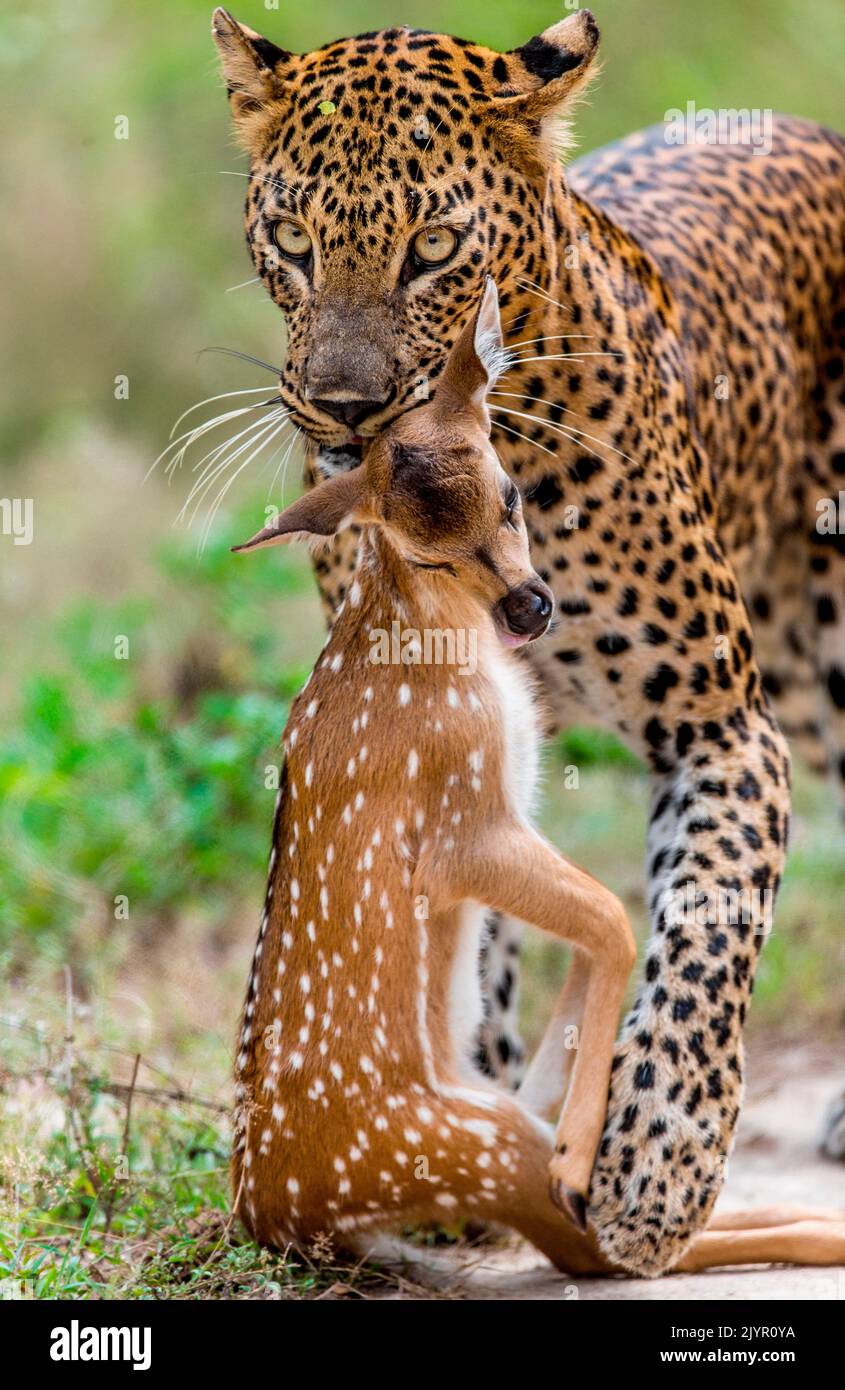 Leopard (Panthera pardus kotiya) with prey. Very rare shot. Sri Lanka ...