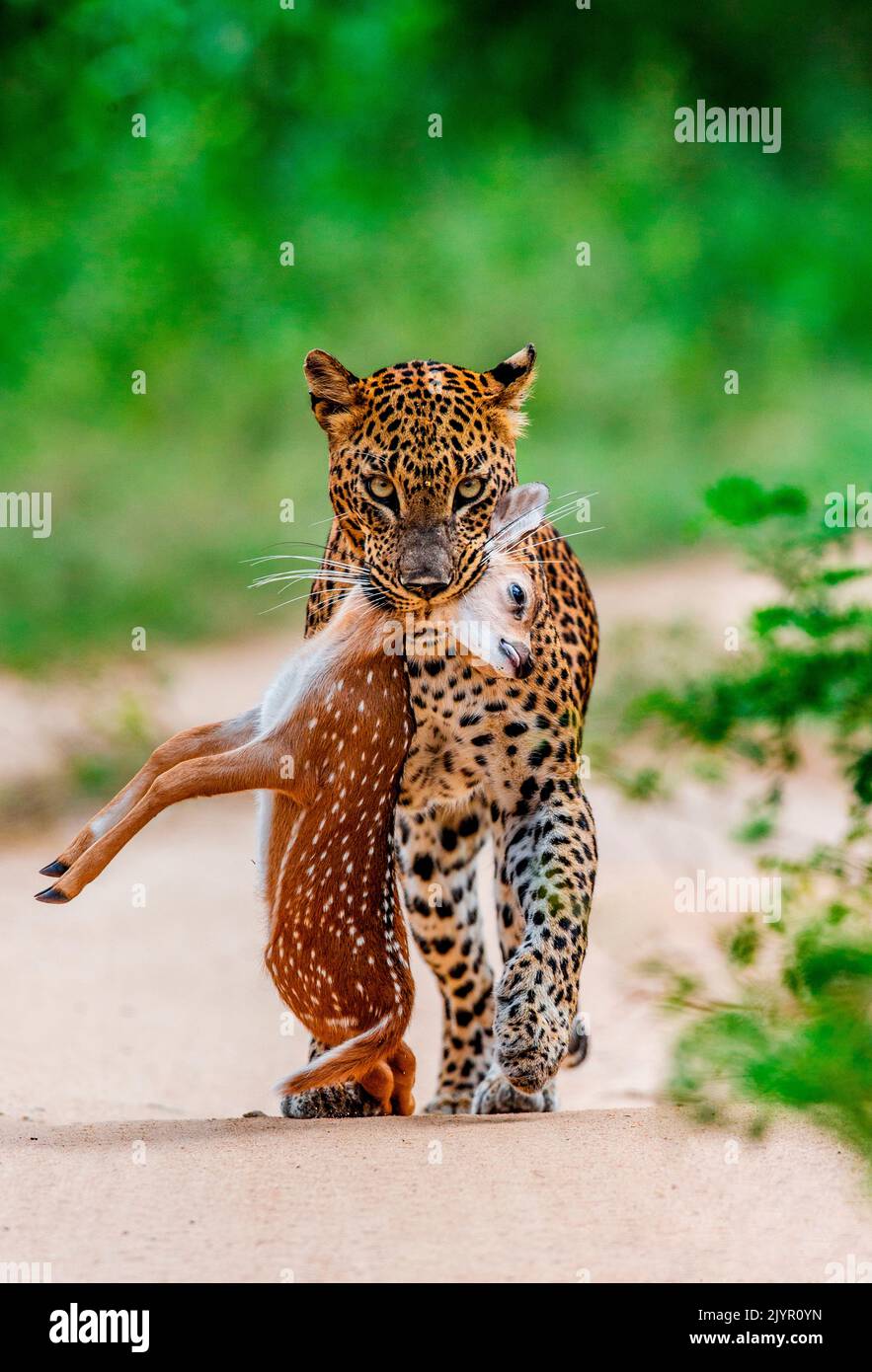 Leopard (Panthera pardus kotiya) with prey. Very rare shot. Sri Lanka ...