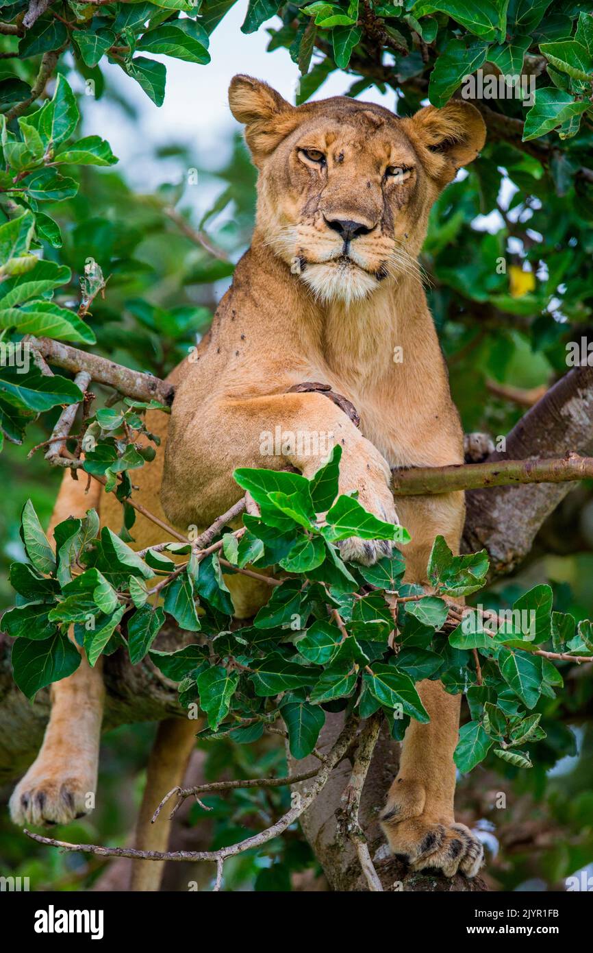 Lioness (Panthera leo) is hiding in the leafs of a large tree. Uganda ...