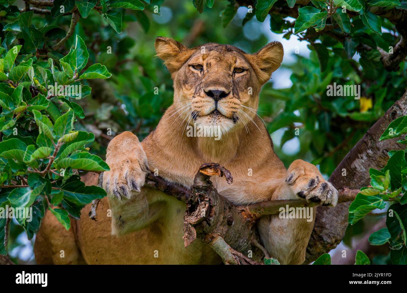 Lioness (Panthera leo) is hiding in the leafs of a large tree. Uganda ...