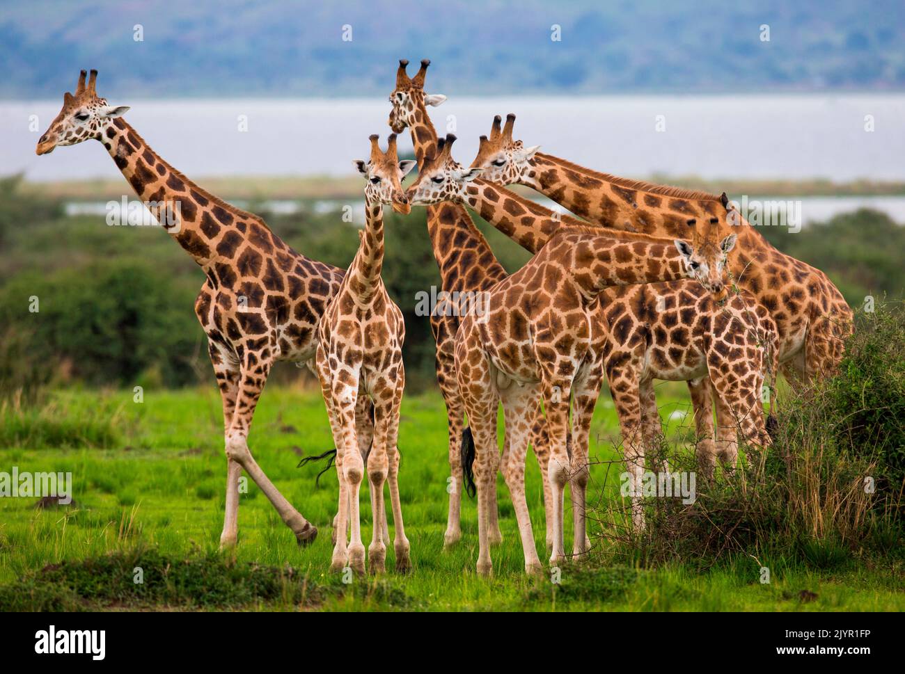 Giraffes (Giraffa camelopardalis rothschildi) are standing against the ...