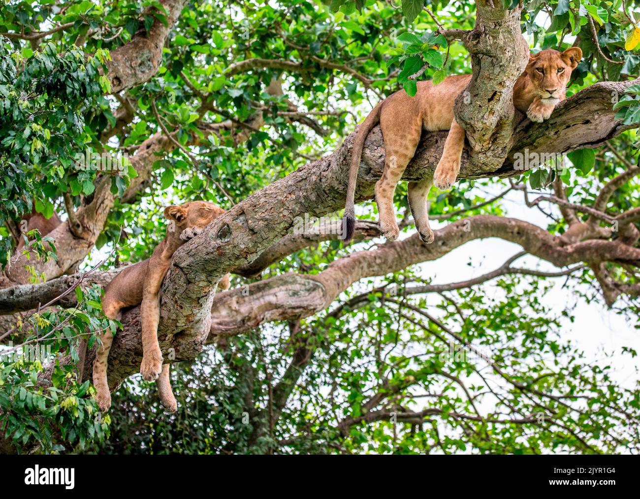 Two lionesses (Panthera leo) are lying on a big tree. Close-up. Uganda ...