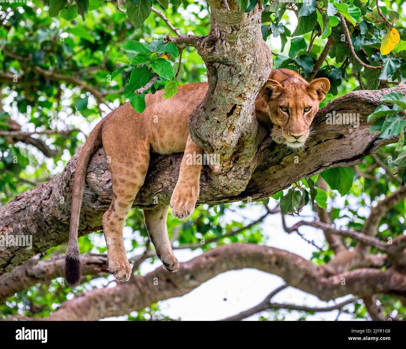 Lionesses (Panthera leo) lying on a big tree. Close-up. Uganda. East ...