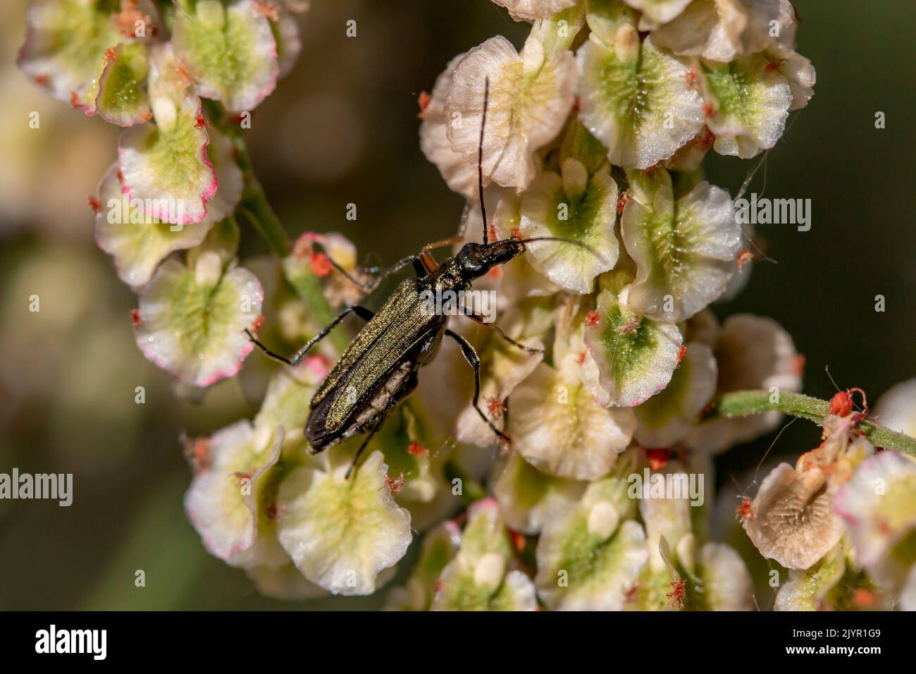 Oedemera (Oedemera flavipes) beetle on Dock (Rumex sp.) fruits, Gard ...