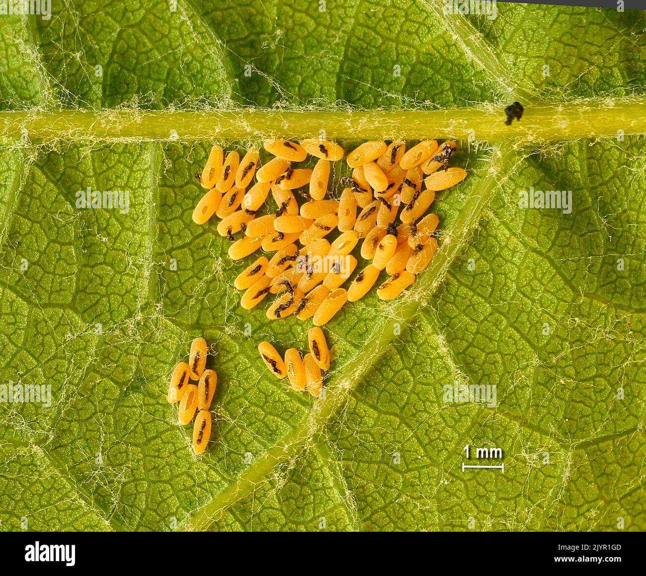 Laying of Altica ampelophaga ( Guerin-Meneville,1858 ) on the back of a ...