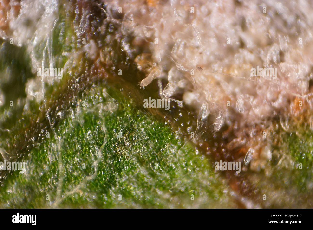 Colomerus vitis (Pagenstecher, 1857) circulating on white filaments ...