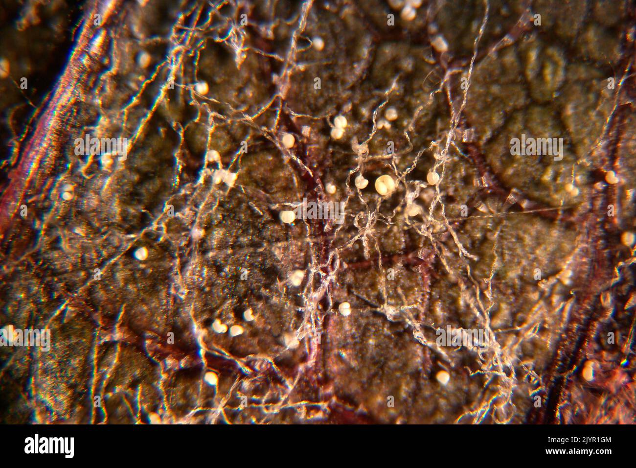 Eggs of Colomerus vitis (Pagenstecher, 1857) on the reverse side of a ...