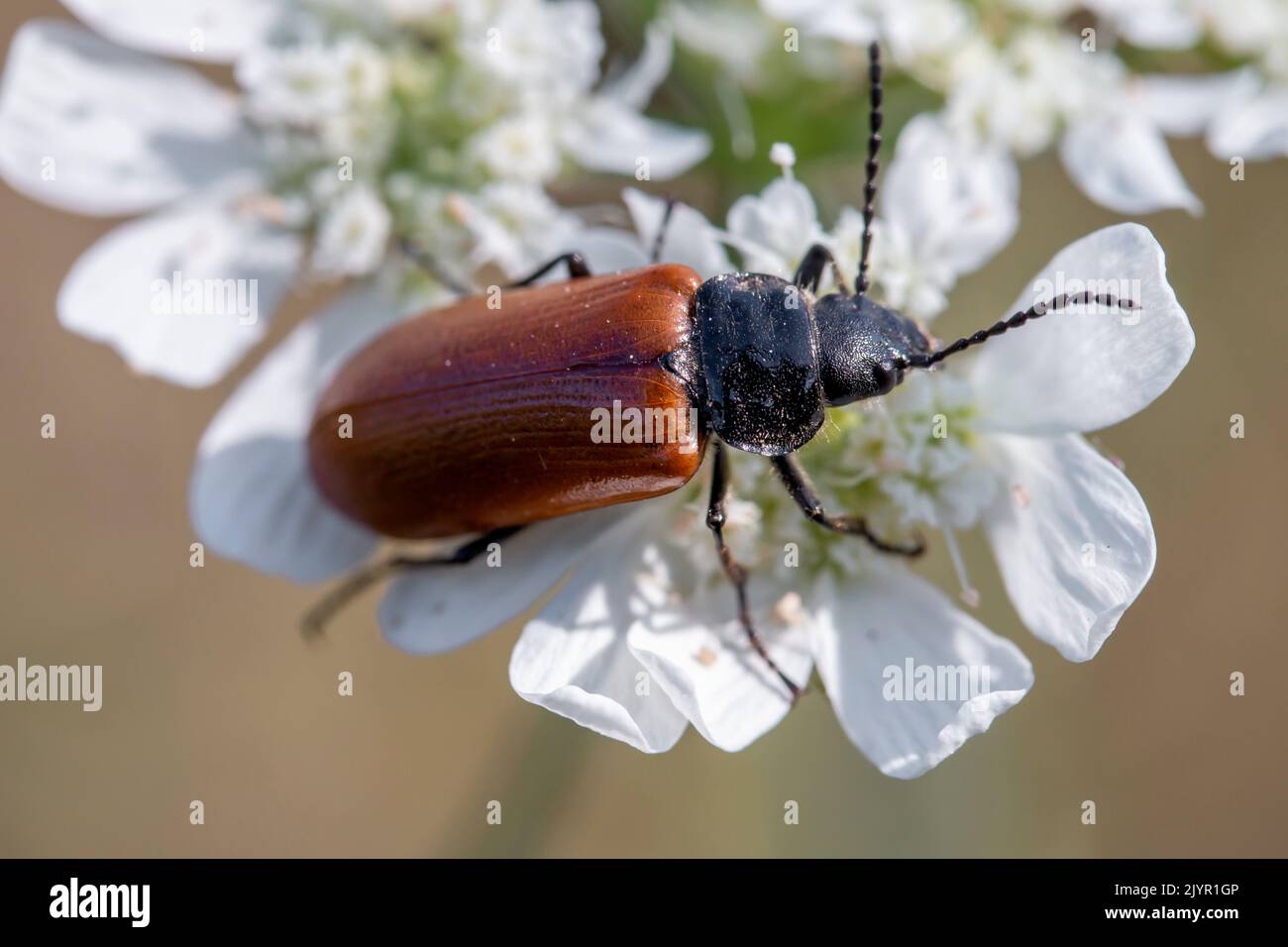 Comb-clawed beetle (Omophlus lepturoides) on White laceflower (Orlaya ...