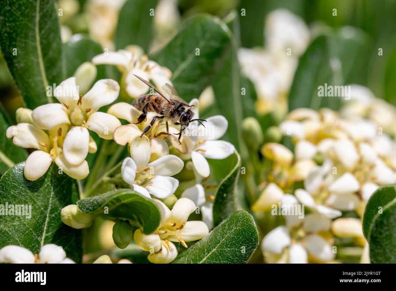 Honey bee (Apis mellifera) foraging on Japanese pittosporum ...