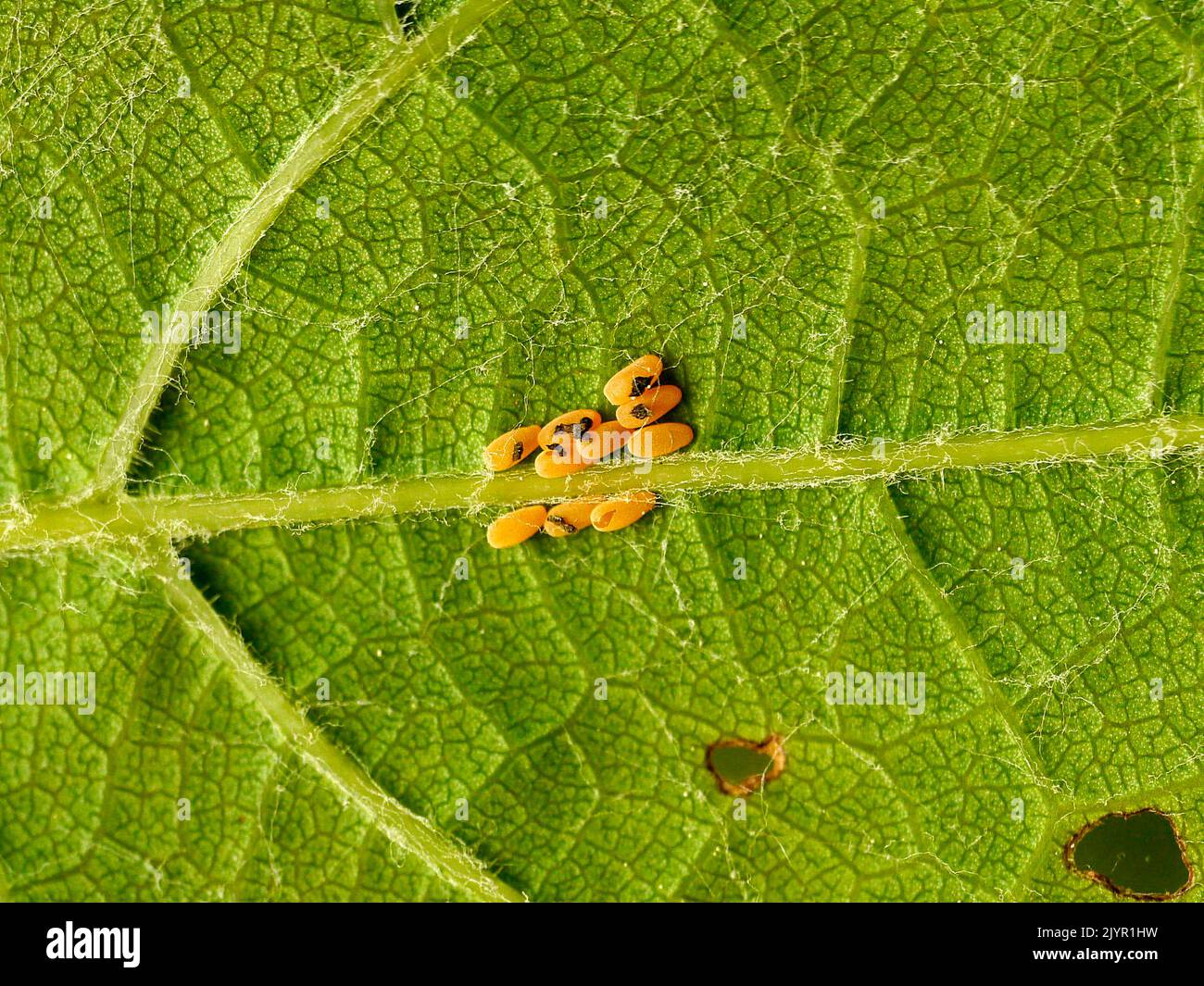 Cluster of Altica ampelophaga eggs on a vine leaf. Only one is empty ...
