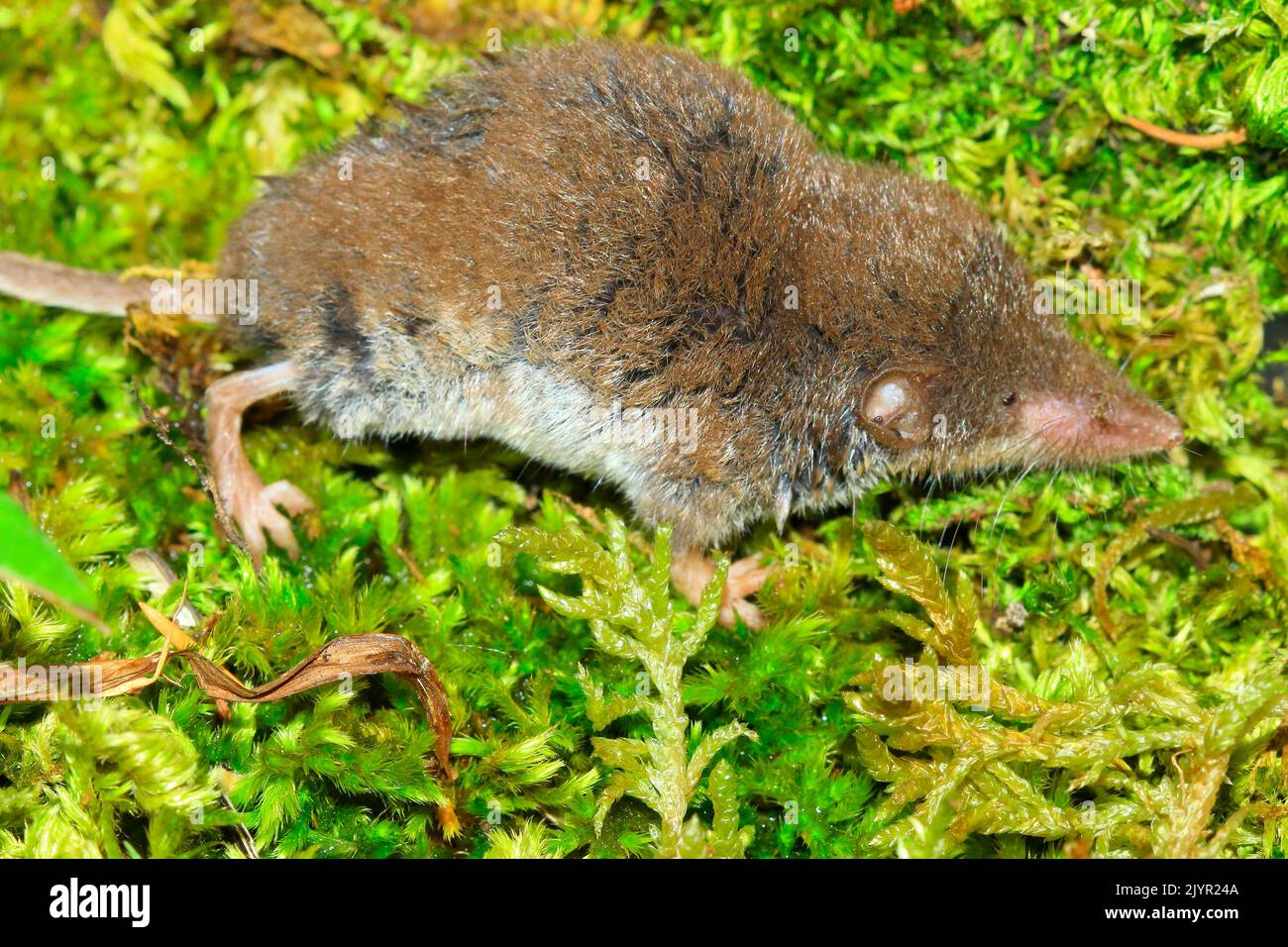 Bicolored Shrew (Crocidura leucodon) on moss, Isere, France Stock Photo ...