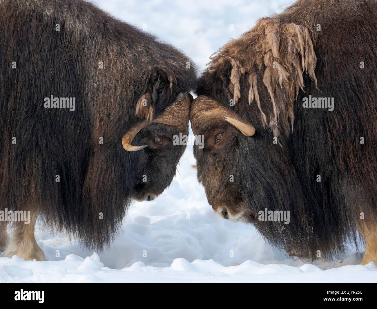 Muskoxen ovibos moschatus bulls hi-res stock photography and images - Alamy