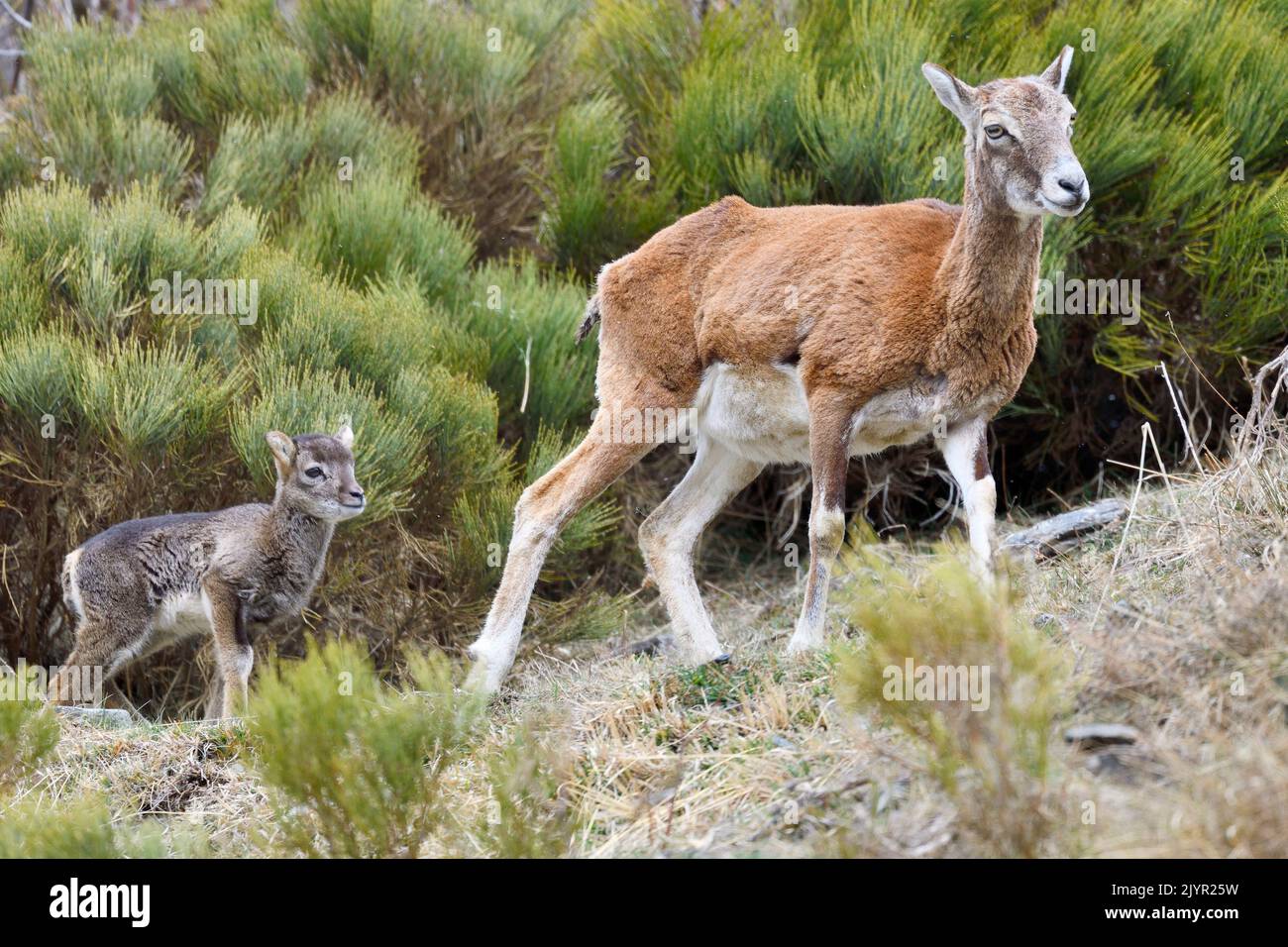 European mouflon (Ovis orientalis musimon) with young, France Stock ...