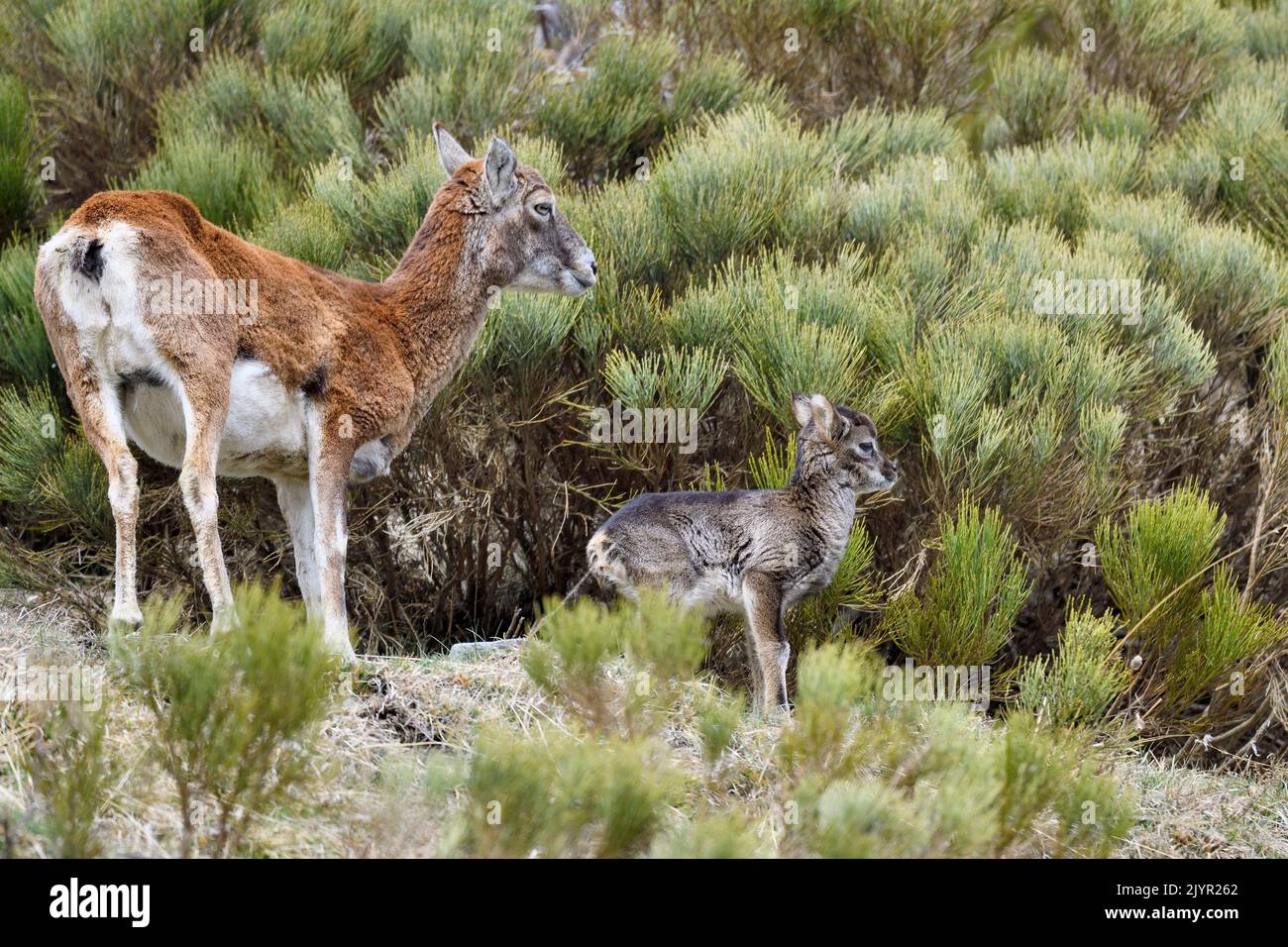 European mouflon (Ovis orientalis musimon) with young, France Stock ...