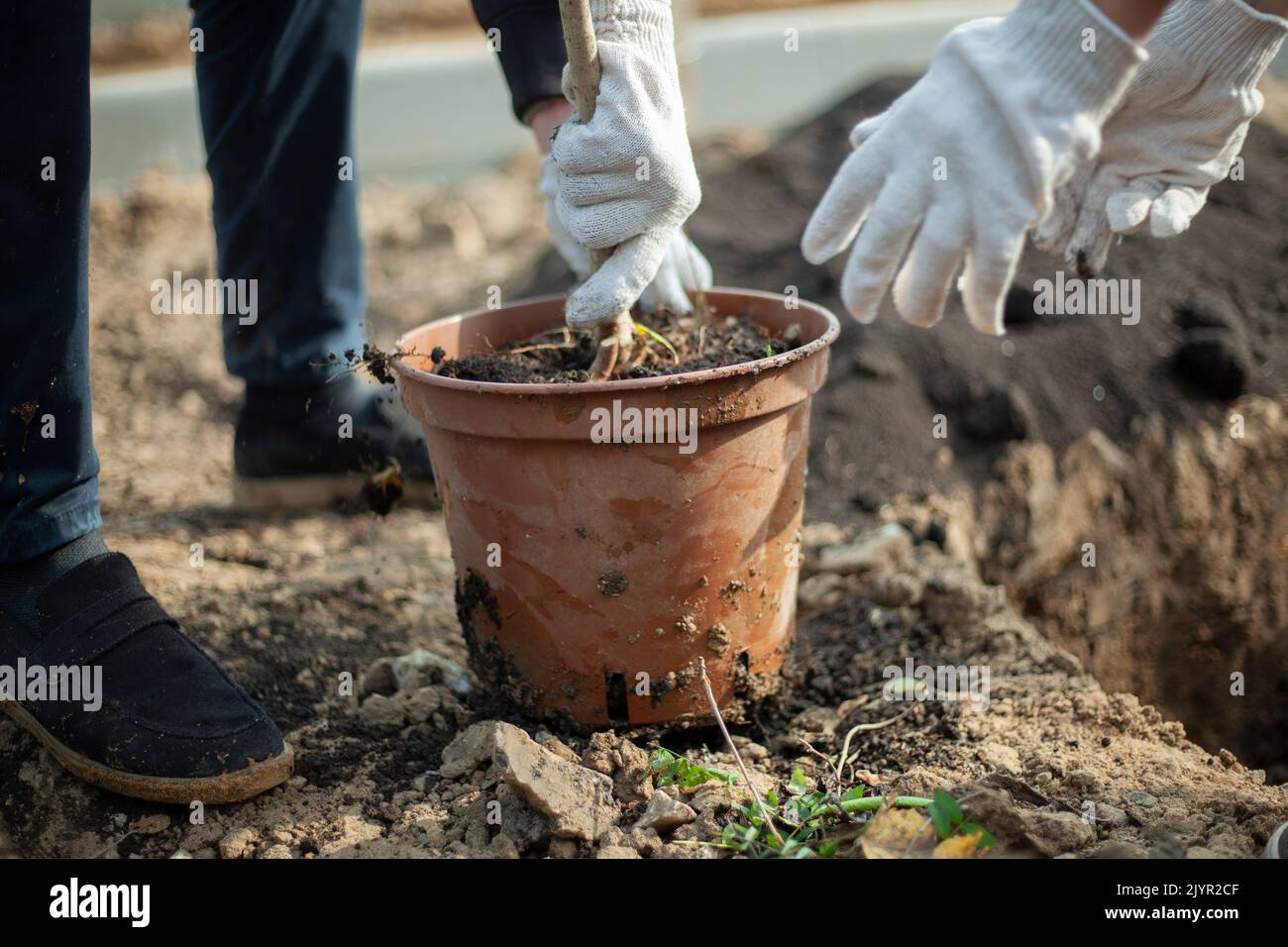 Planting seedlings in ground. Planting plants in ground. People grow ...