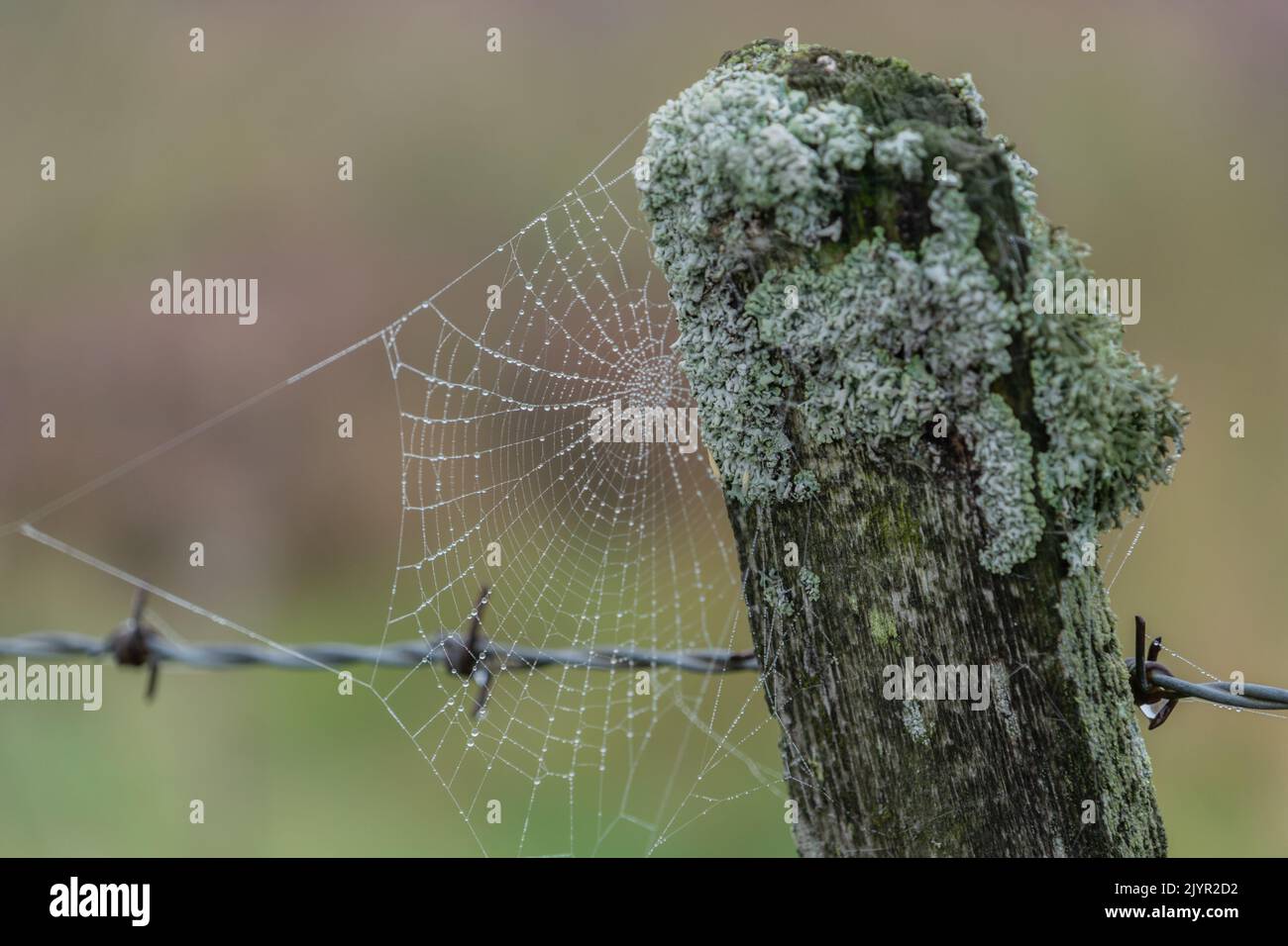 Wire and wood post fence hi-res stock photography and images - Alamy