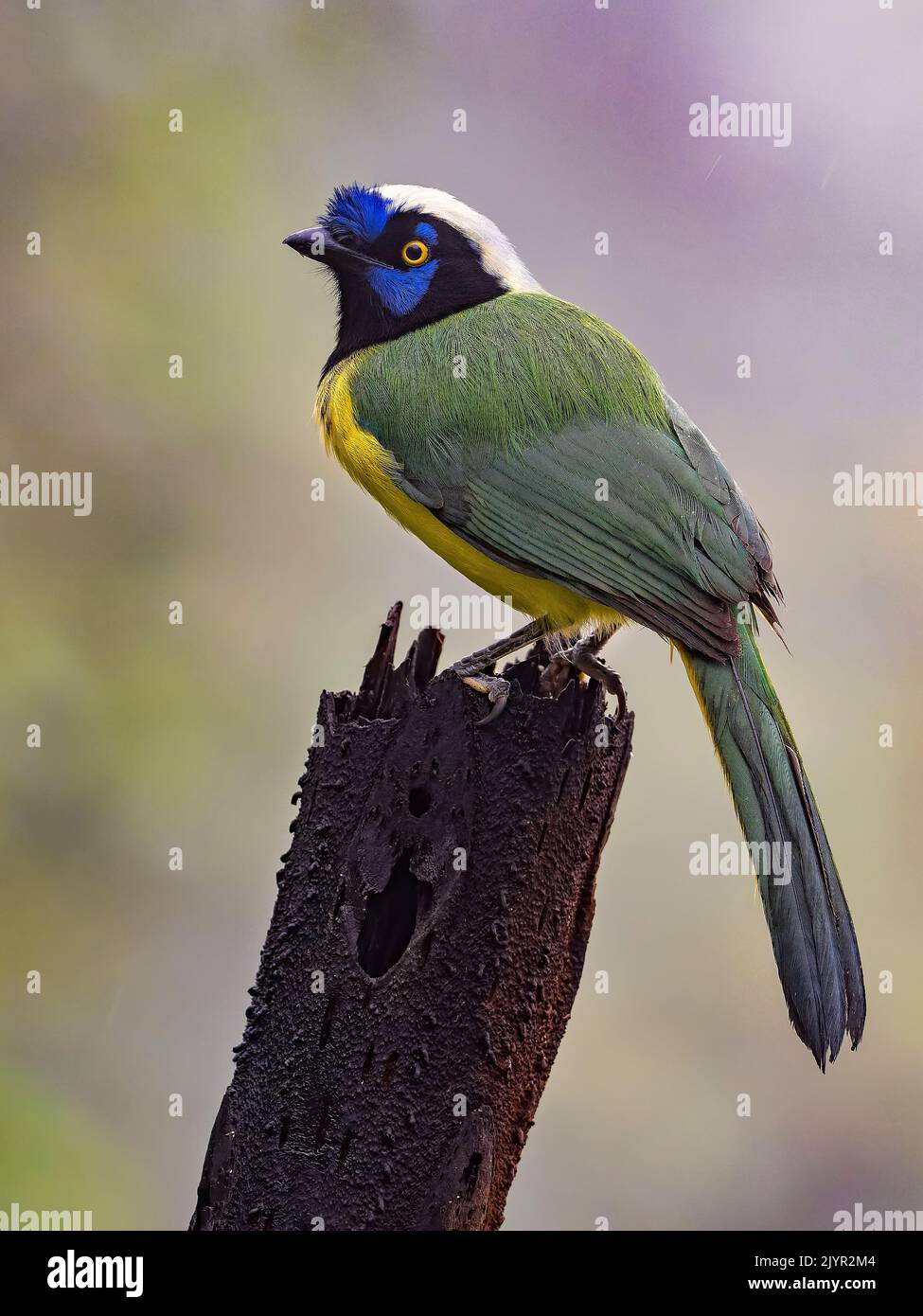Inca Jay (Cyanocorax yncas), Colombia Stock Photo - Alamy